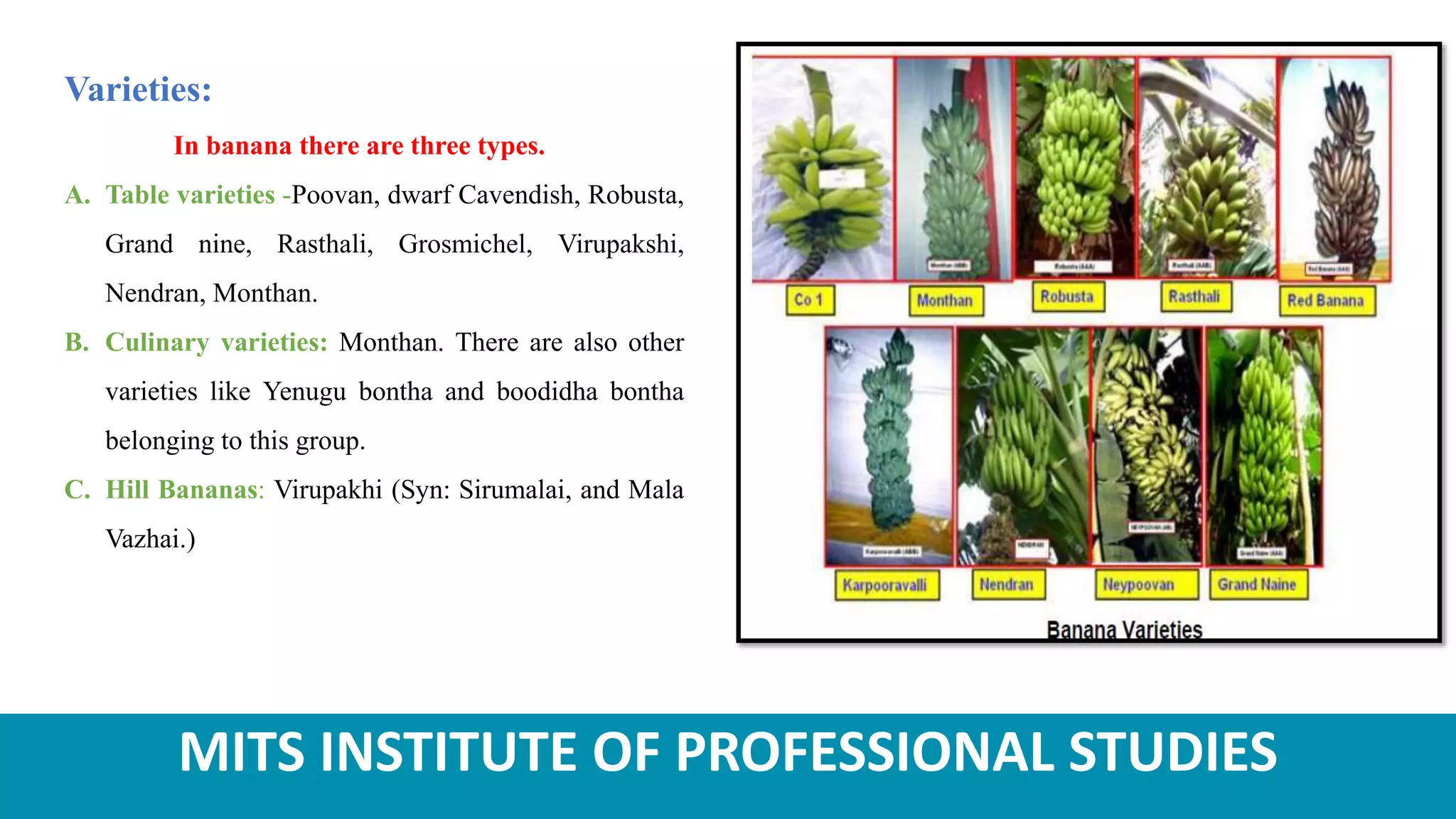 Cultivation practices of Banana | PPTX