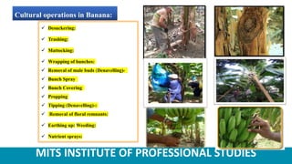 Cultivation practices of Banana | PPTX
