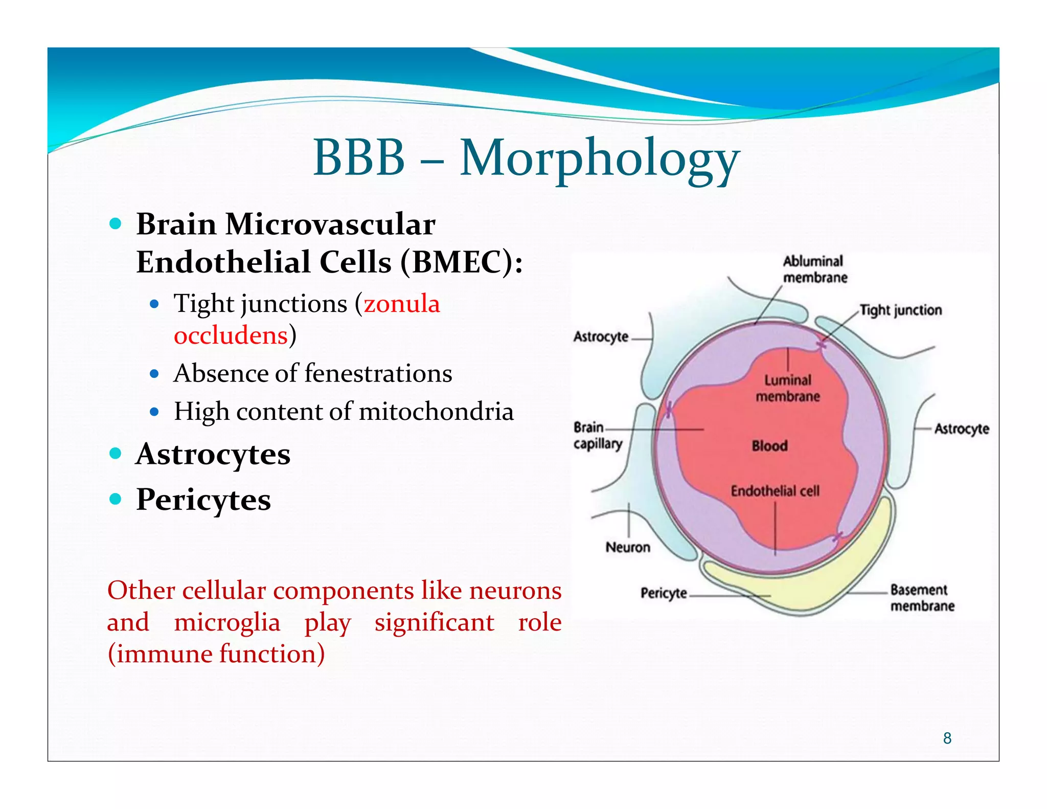 Drug transport through the BBB | PDF