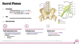 Lecture (4) Brachial Plexus and Lumbosacral Plexus.pdf