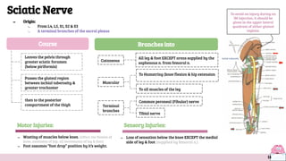 Lecture (4) Brachial Plexus and Lumbosacral Plexus.pdf