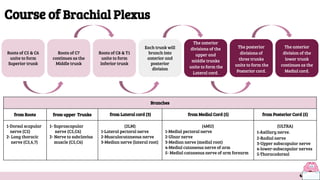 Lecture (4) Brachial Plexus and Lumbosacral Plexus.pdf