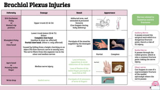 Lecture (4) Brachial Plexus and Lumbosacral Plexus.pdf