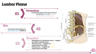Lecture (4) Brachial Plexus and Lumbosacral Plexus.pdf