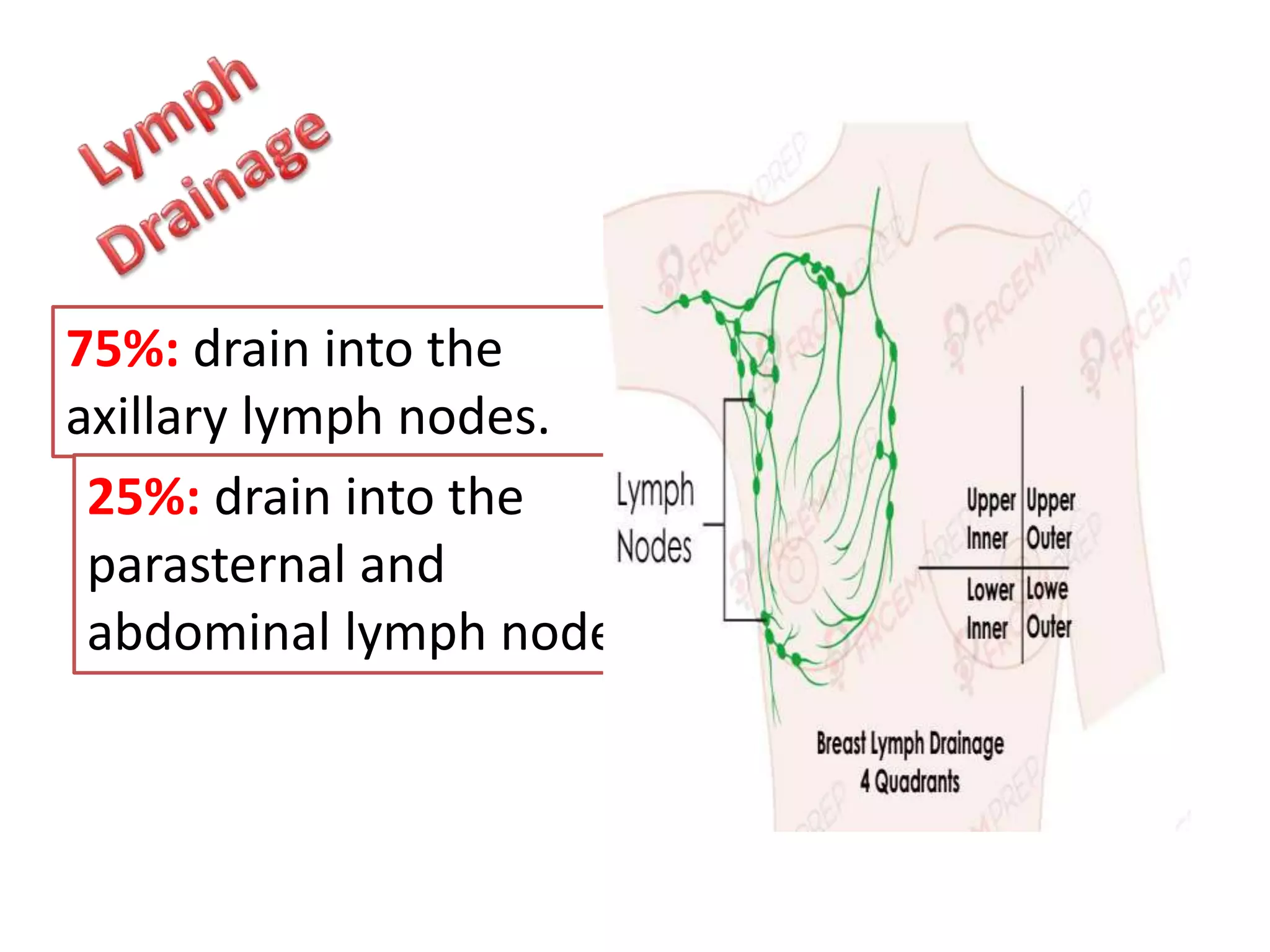 anatomy of breast with Dr. Ameera Alhumidi.pptx