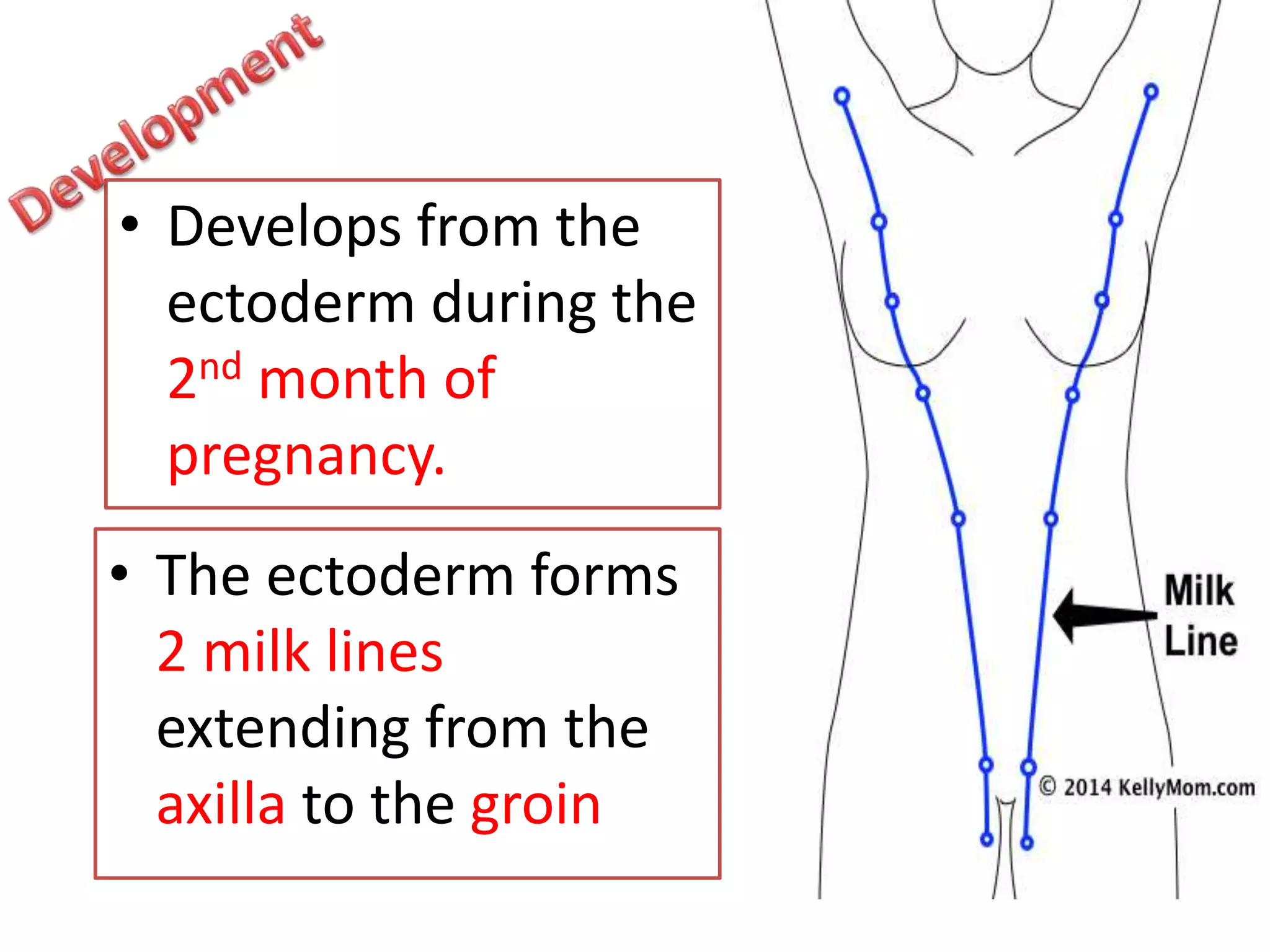 anatomy of breast with Dr. Ameera Alhumidi.pptx