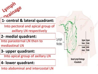 anatomy of breast with Dr. Ameera Alhumidi.pptx