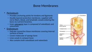 Lecture 4 Cartilage and osification.pptx