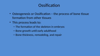 Lecture 4 Cartilage and osification.pptx