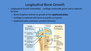 Lecture 4 Cartilage and osification.pptx