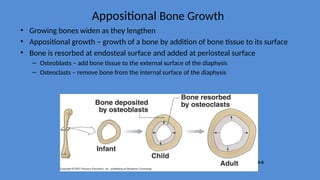 Lecture 4 Cartilage and osification.pptx