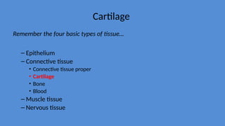 Lecture 4 Cartilage and osification.pptx