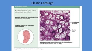 Lecture 4 Cartilage and osification.pptx