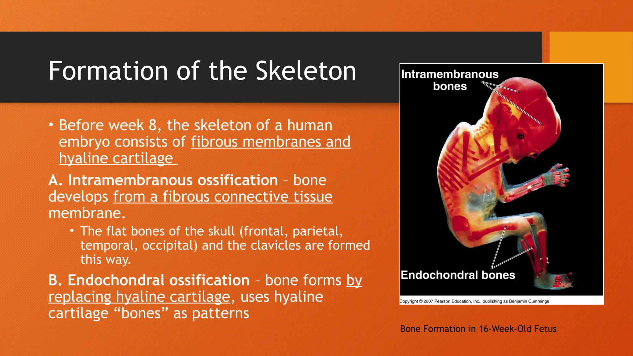 Lecture 4 Cartilage and osification.pptx