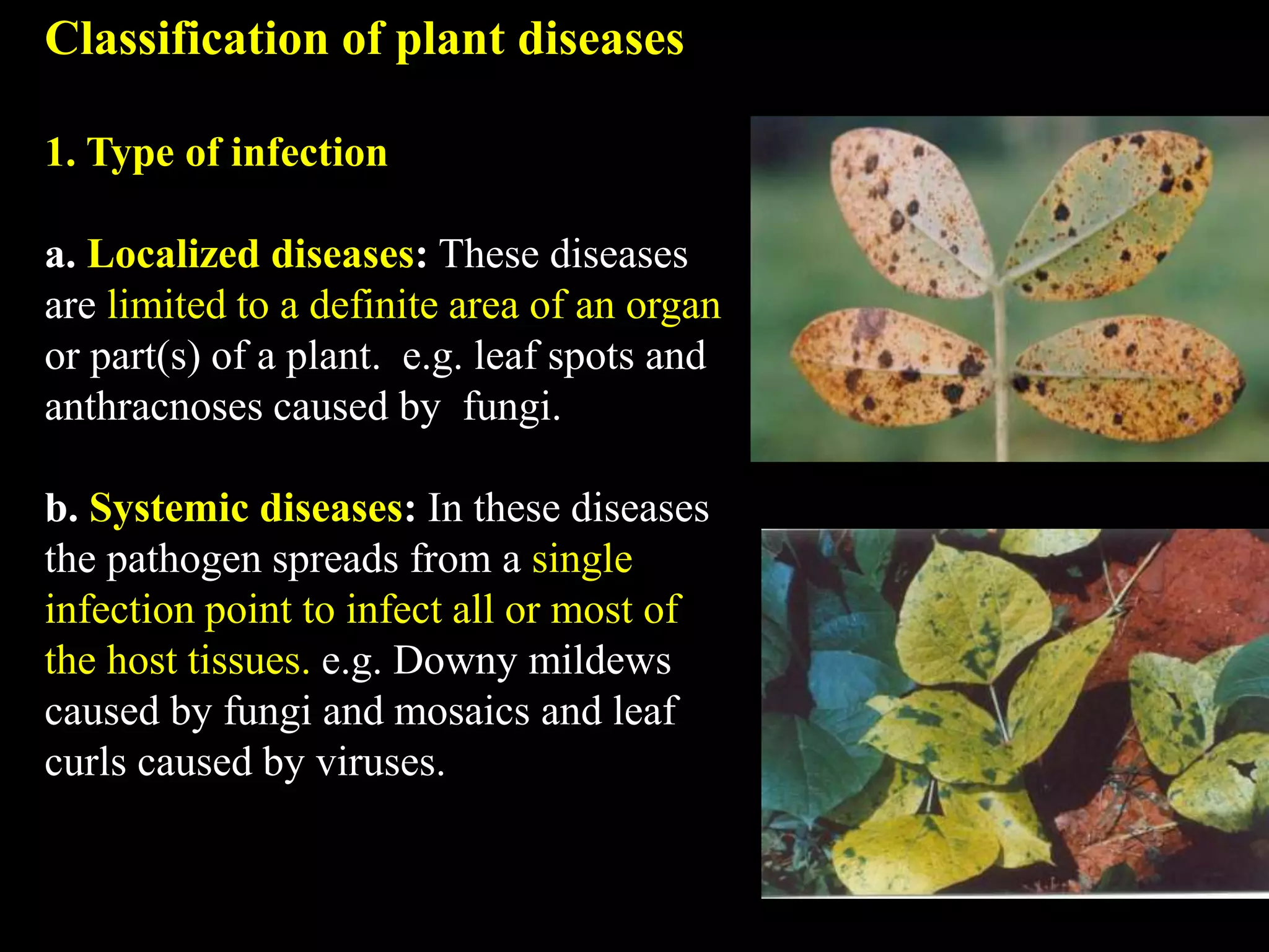 Lecture 4 Classification of plant diseases.pptx