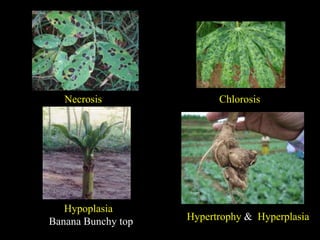 Lecture 4 Classification of plant diseases.pptx