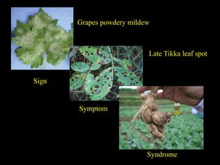 Lecture 4 Classification of plant diseases.pptx