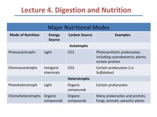 Lecture 4 digestion and nutrition 2nd sem 2008-2009 | PDF