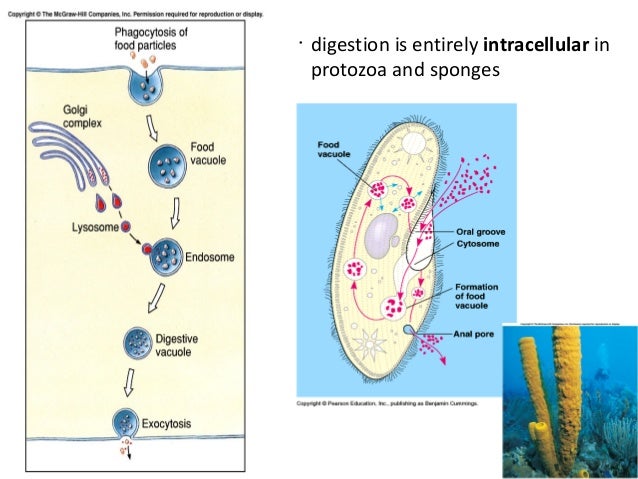 Strategies For Extracellular Digestion Of Complex