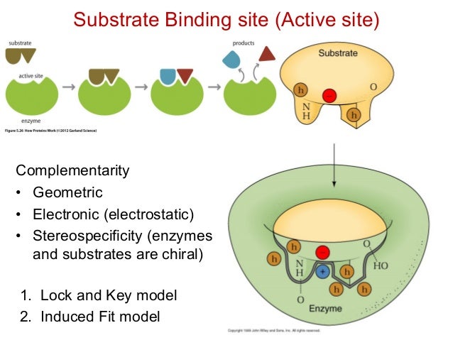 Enzyme Catalysis