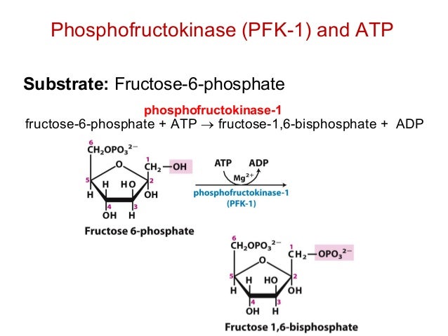 Enzyme Catalysis