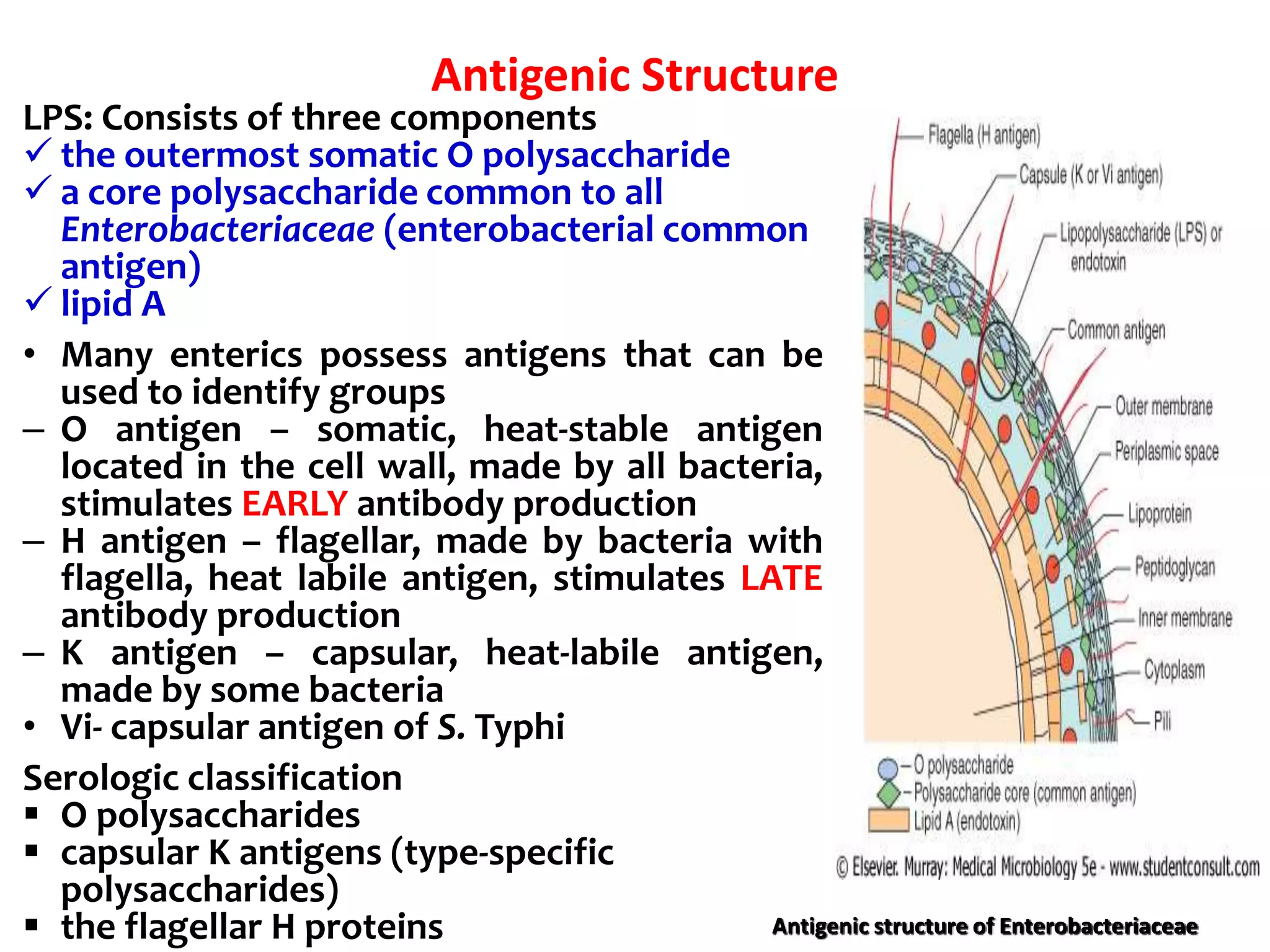 Genus Escherichia coli | PPTX