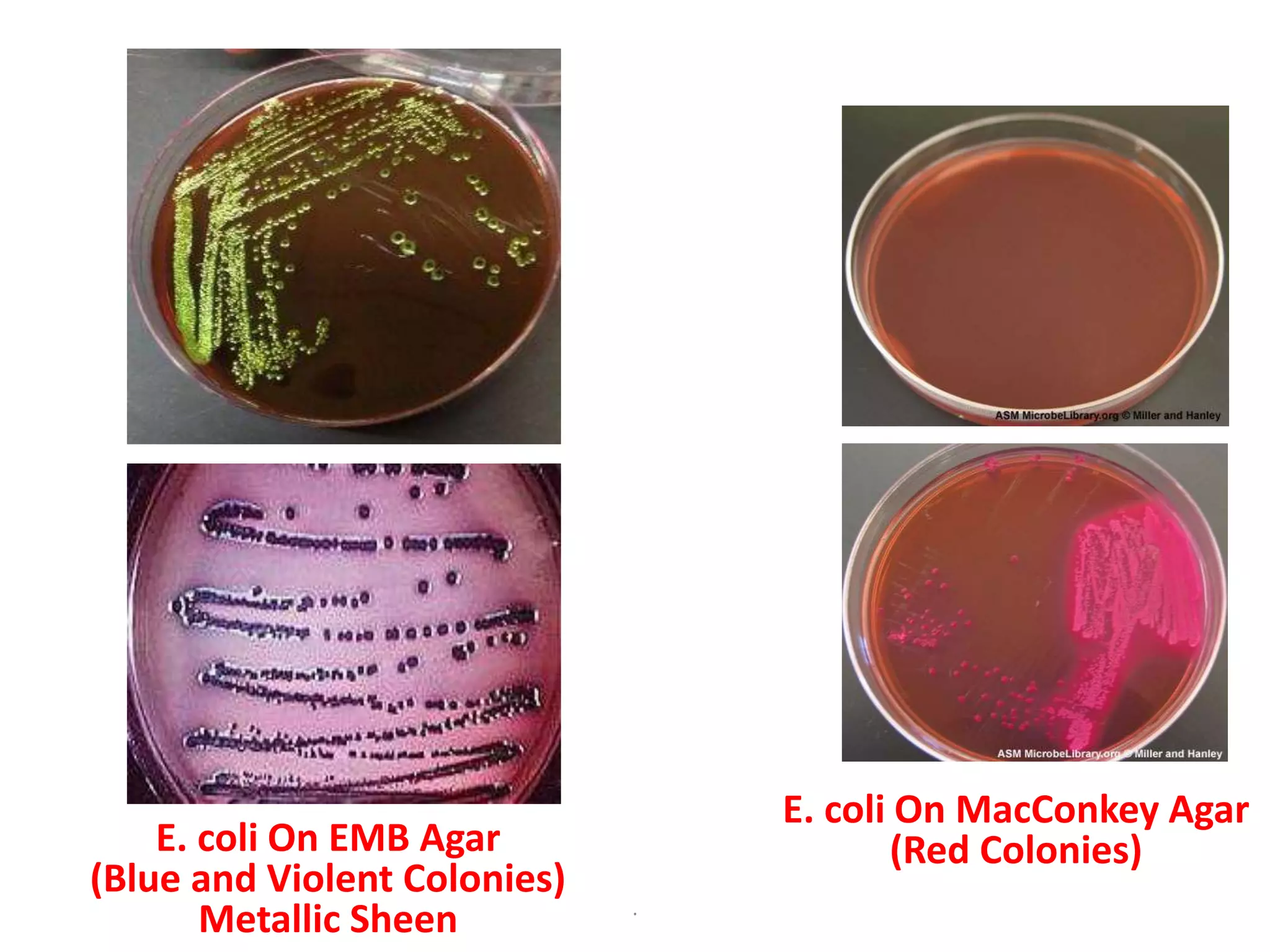 Genus Escherichia coli | PPTX