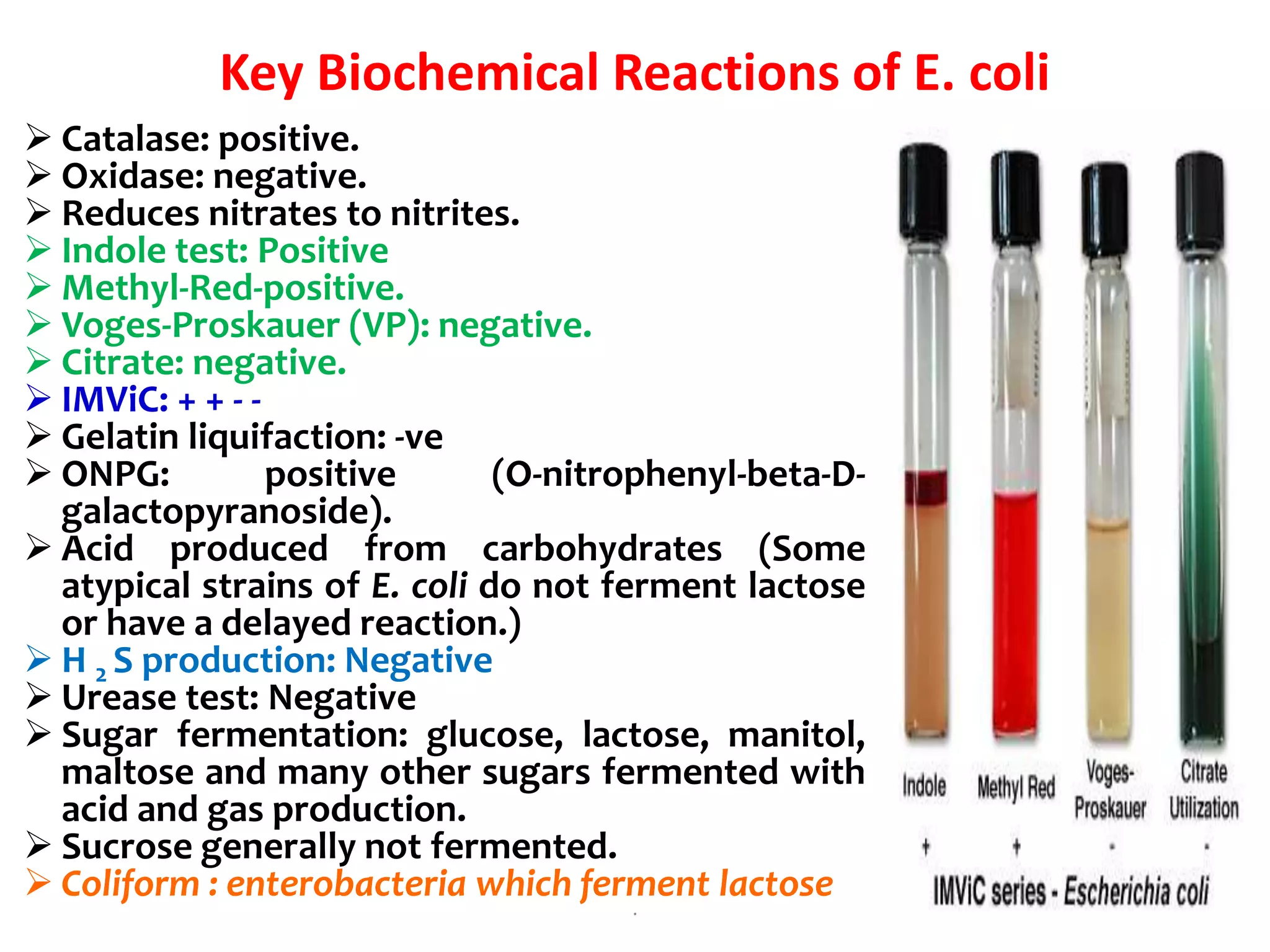 Genus Escherichia coli | PPTX