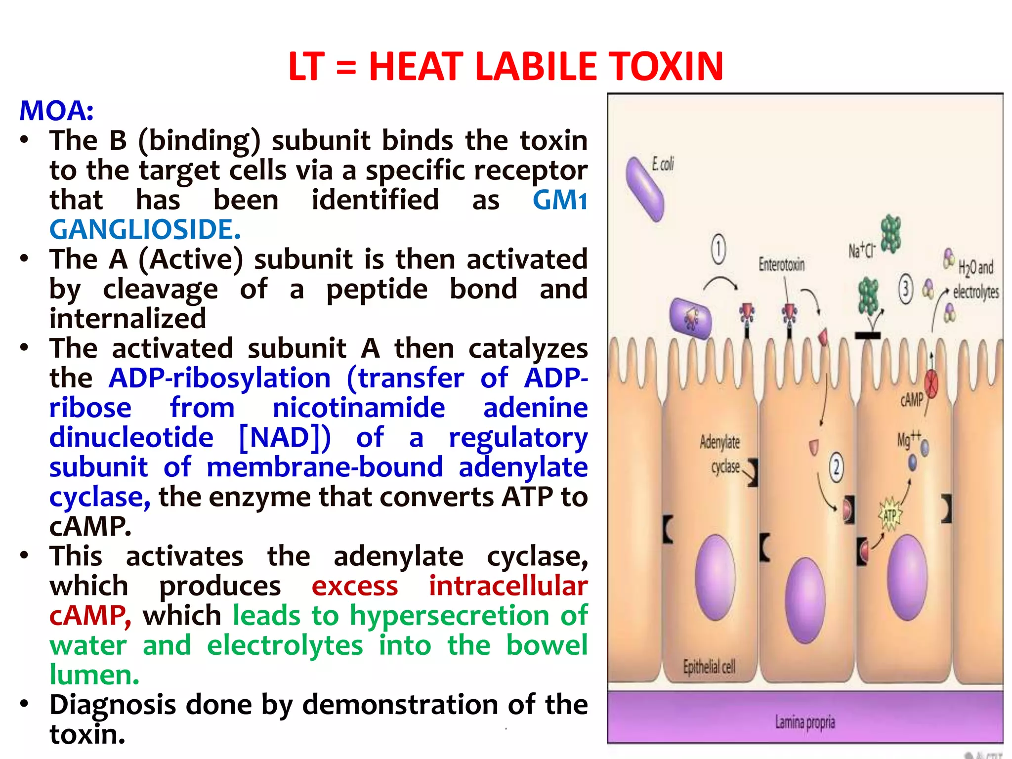 Genus Escherichia coli | PPTX