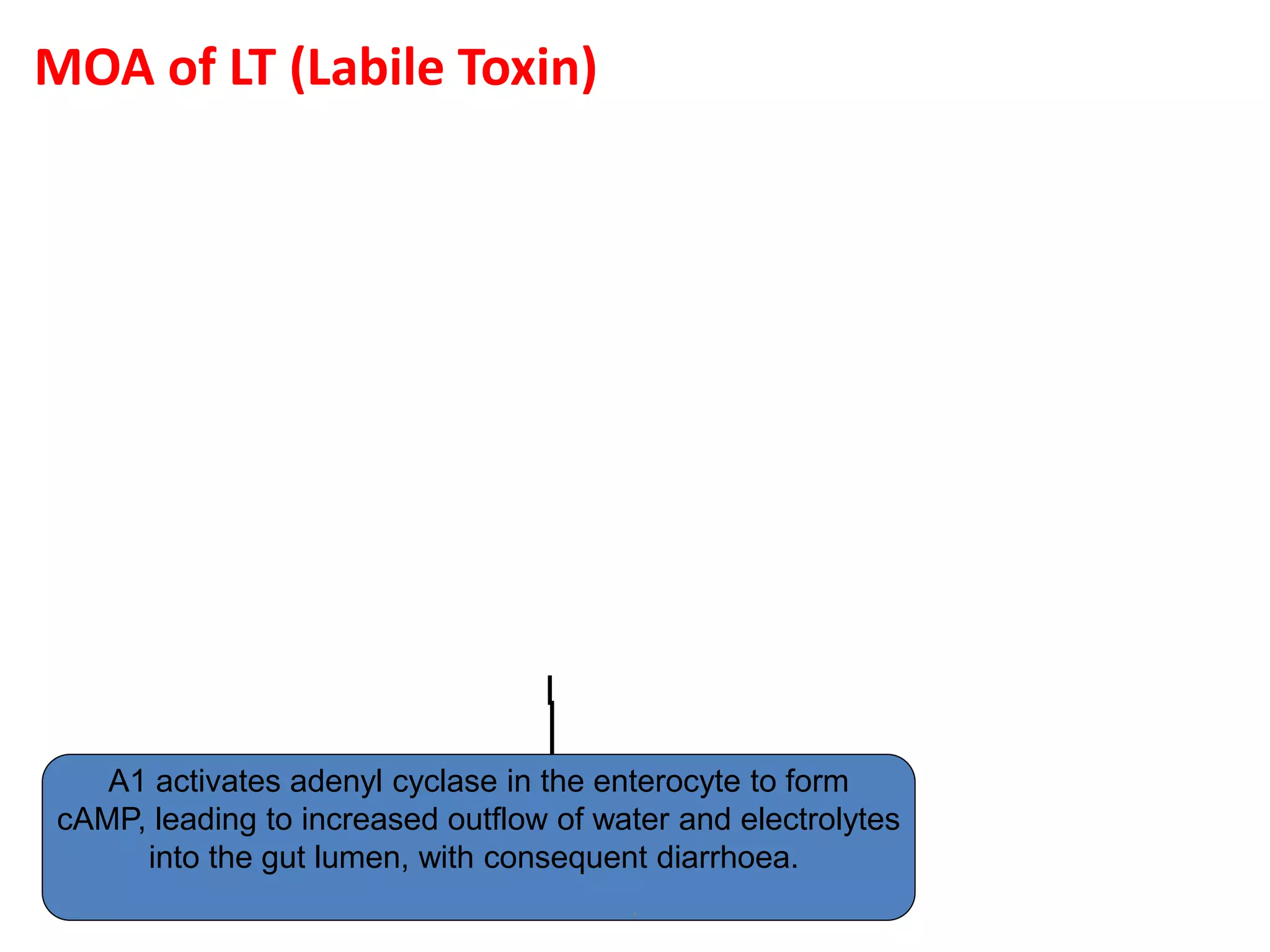 Genus Escherichia coli | PPTX
