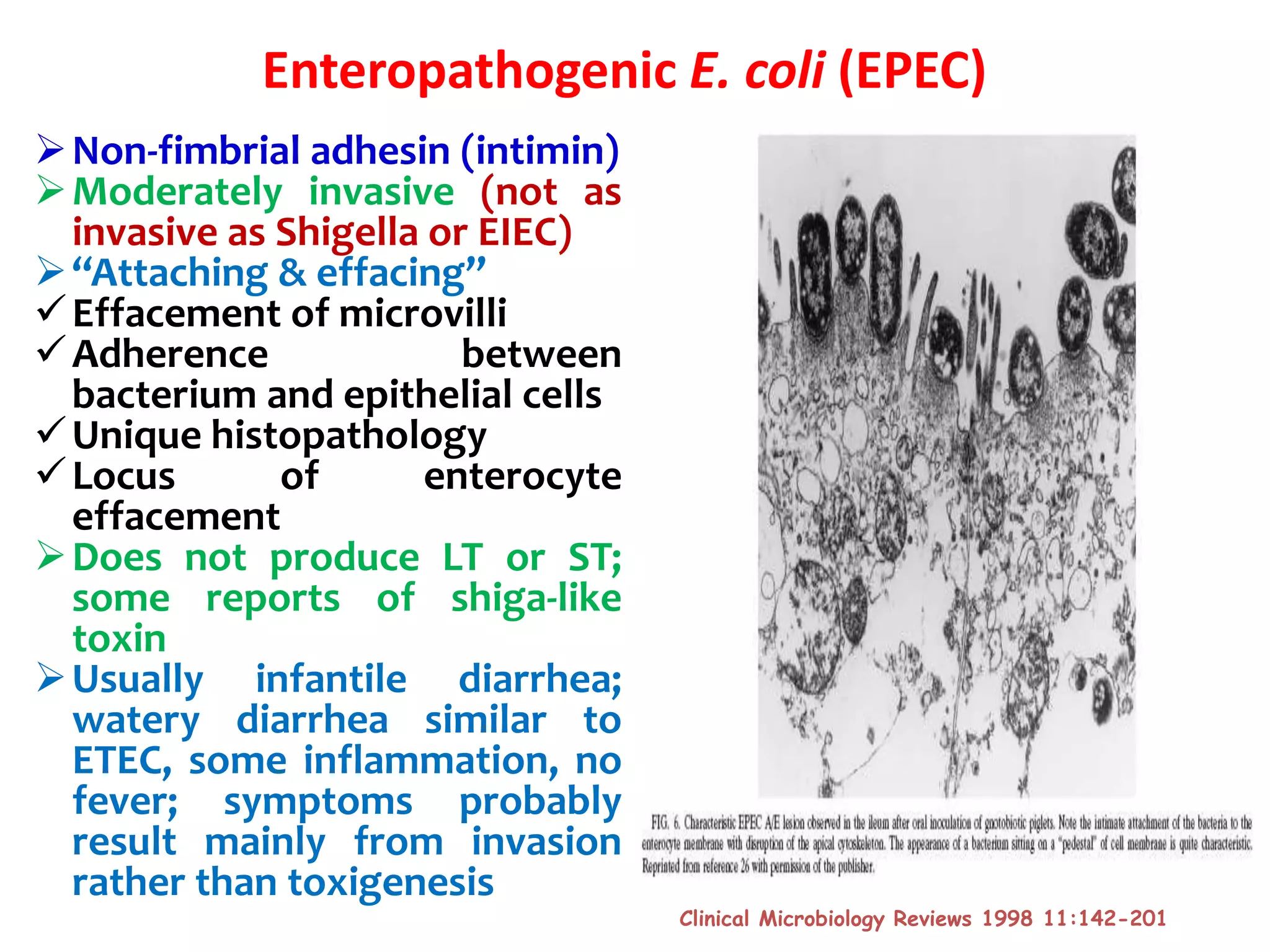 Genus Escherichia coli | PPTX
