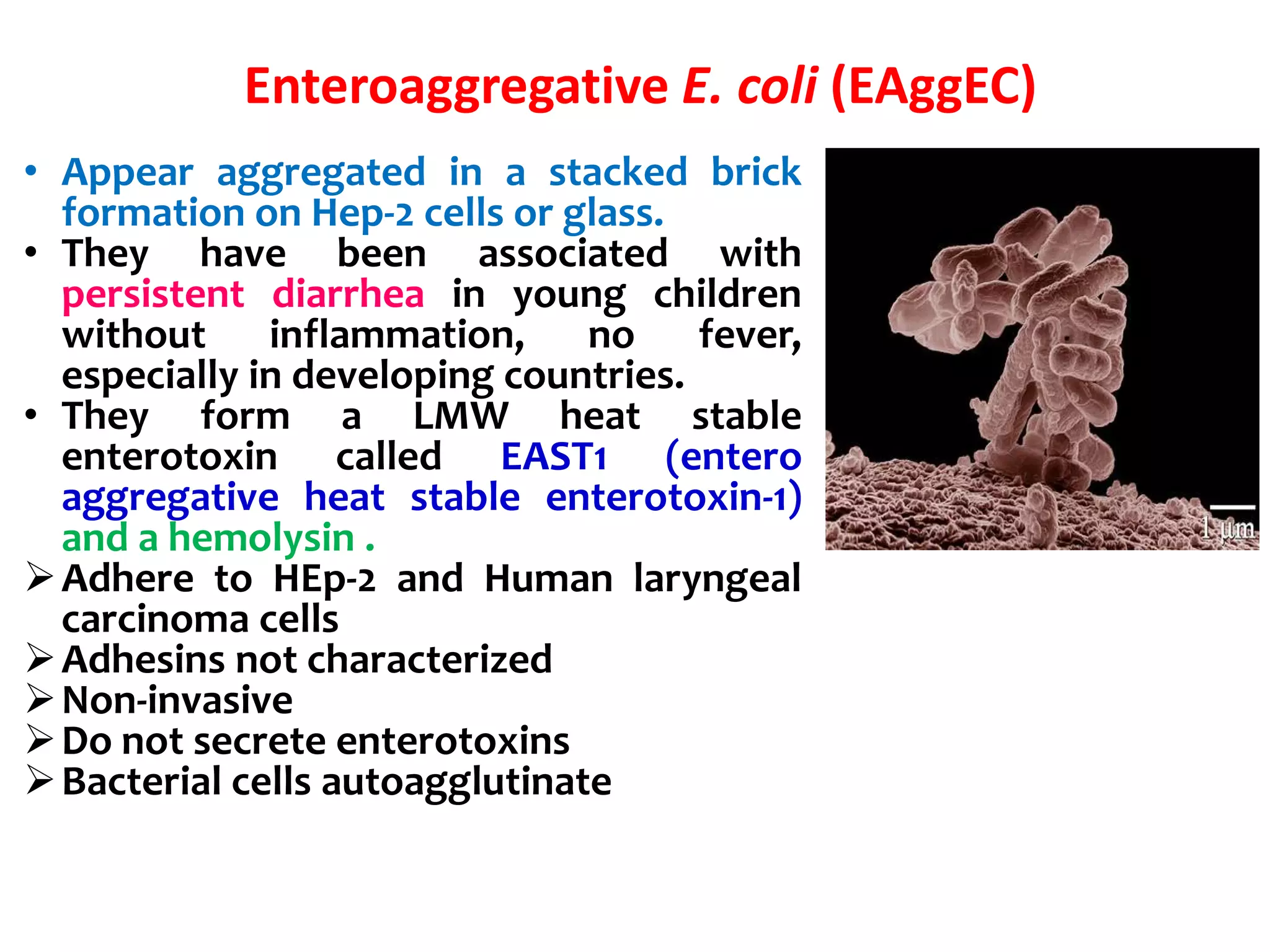 Genus Escherichia coli | PPTX
