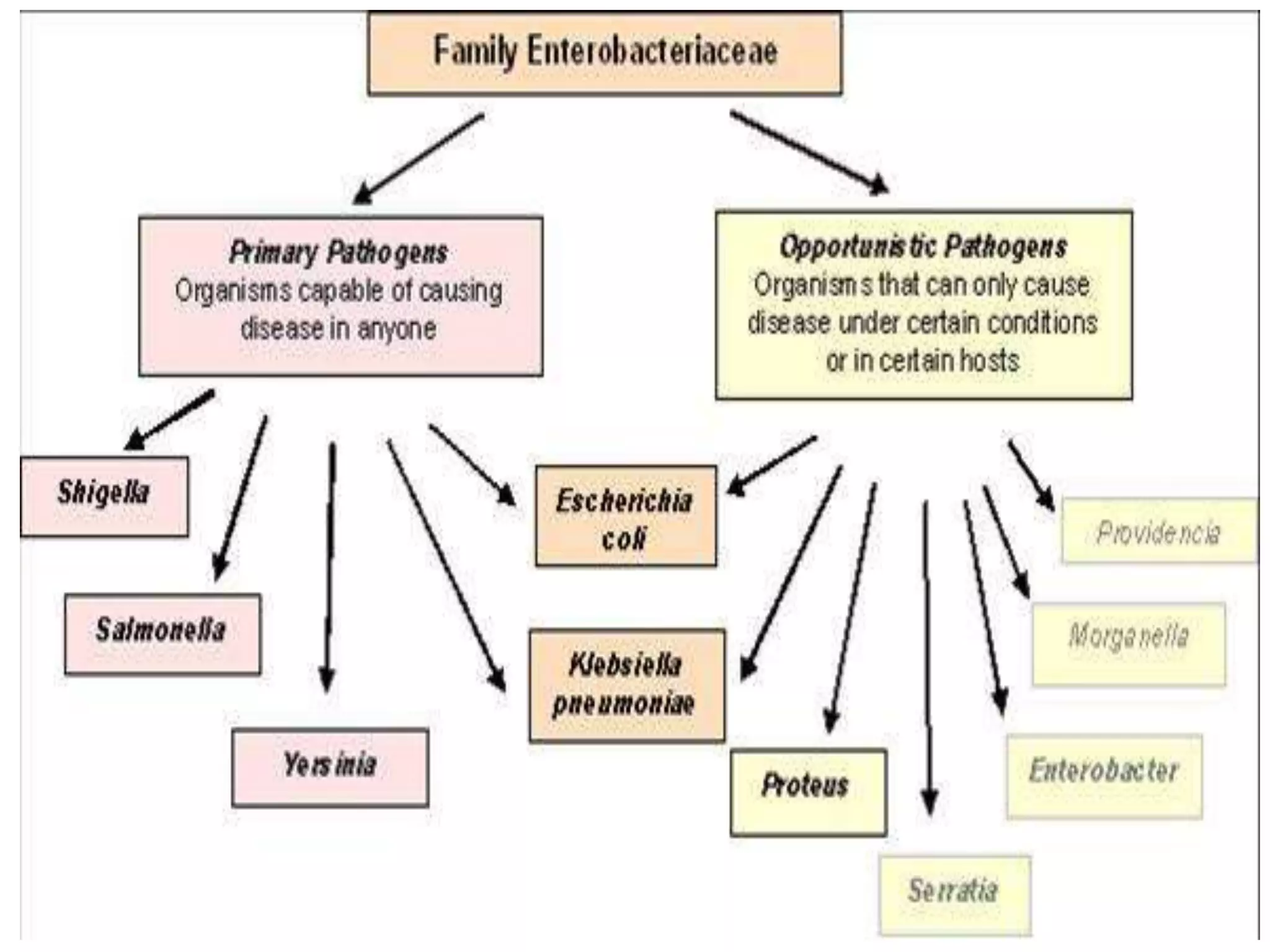 Genus Escherichia coli | PPTX