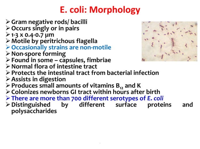 Genus Escherichia coli | PPTX