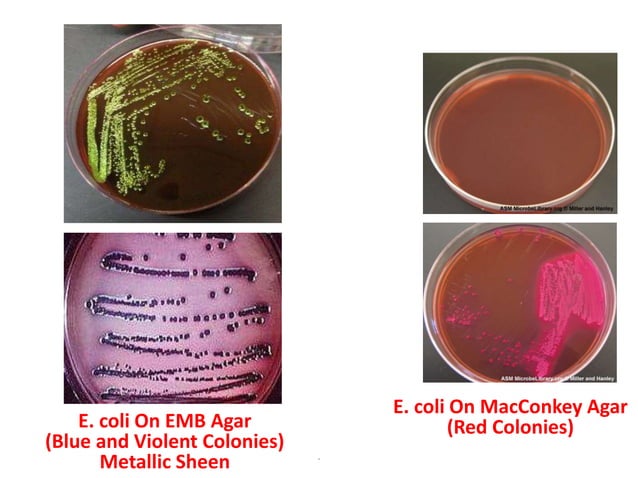 Genus Escherichia coli | PPTX