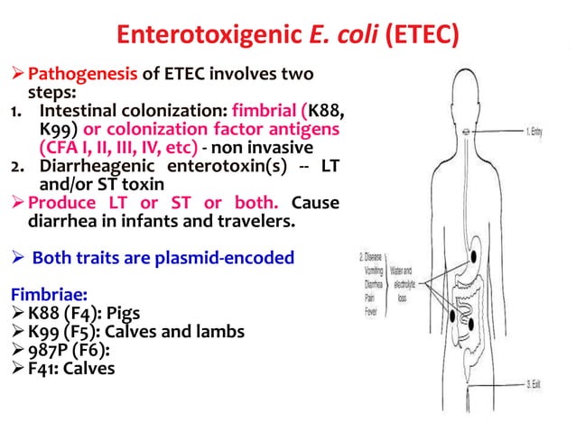 Genus Escherichia coli | PPTX