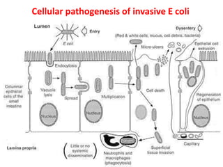 Genus Escherichia coli | PPTX