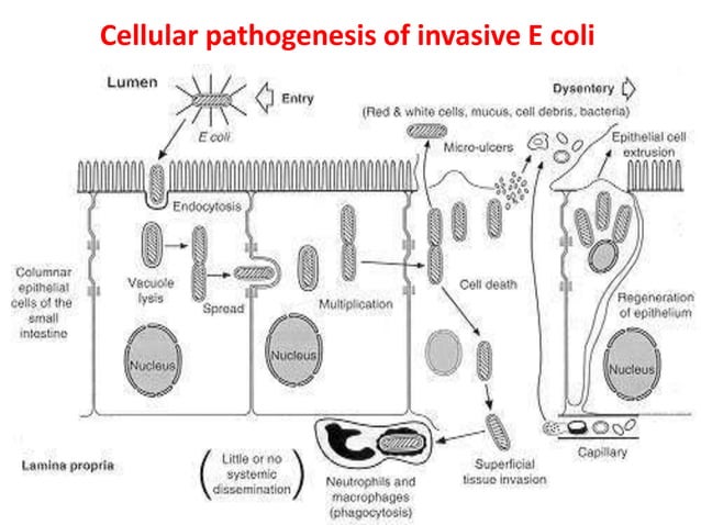 Genus Escherichia coli | PPTX