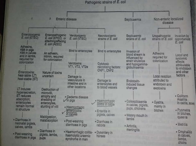 Genus Escherichia coli | PPTX