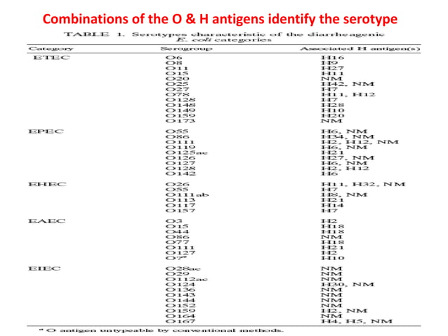 Genus Escherichia coli | PPTX
