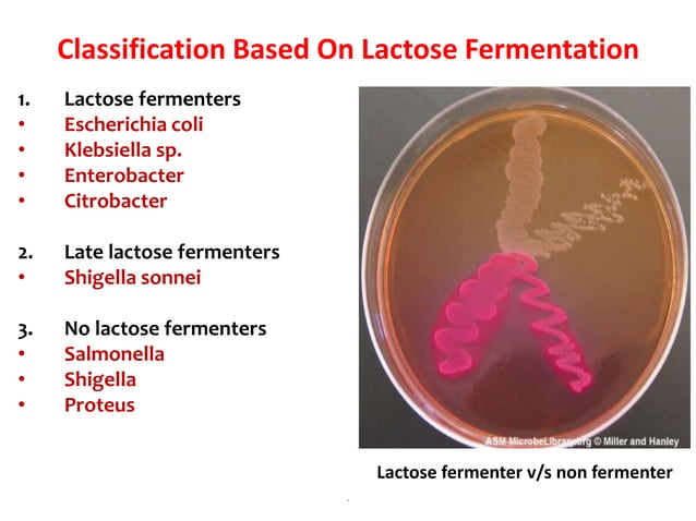 Genus Escherichia Coli