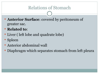 lecture 4 ANATOMY OF esophagus-stomach.ppt