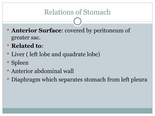 lecture 4 ANATOMY OF esophagus-stomach.ppt