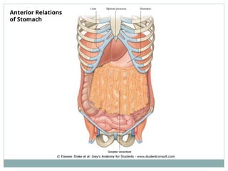 lecture 4 ANATOMY OF esophagus-stomach.ppt