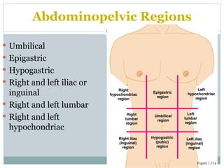 lecture 4 ANATOMY OF esophagus-stomach.ppt