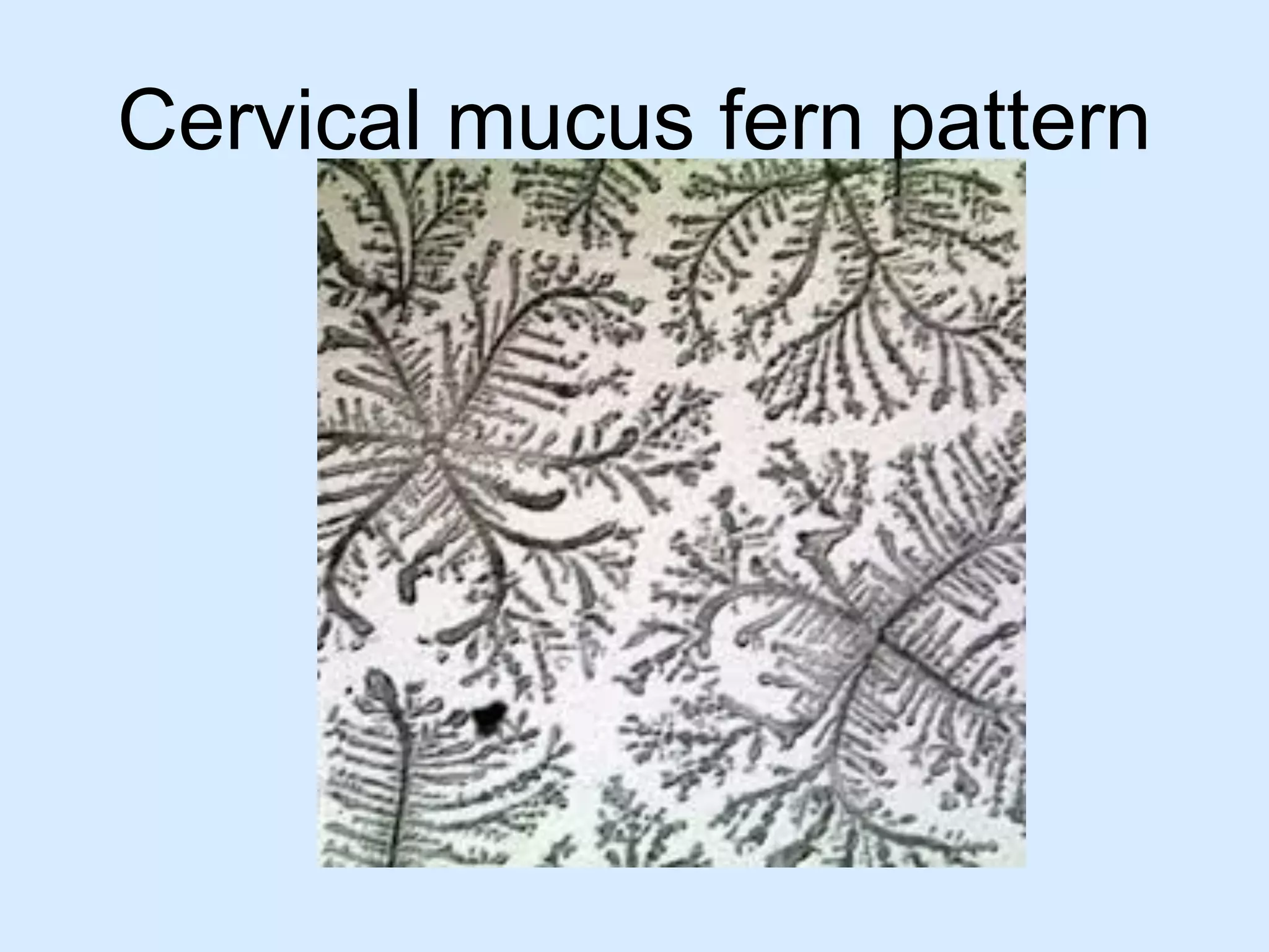 Lecture 4 Estrus Detection Dairy Cows Pdf