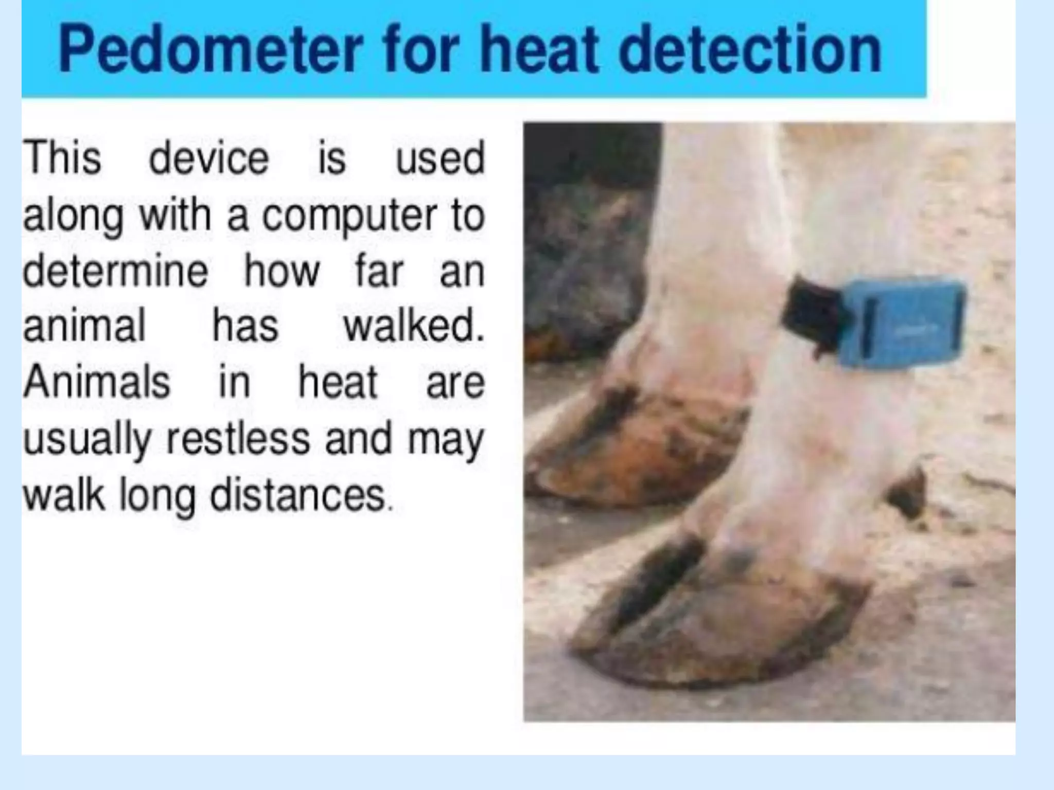 Lecture 4 Estrus Detection Dairy Cows Pdf