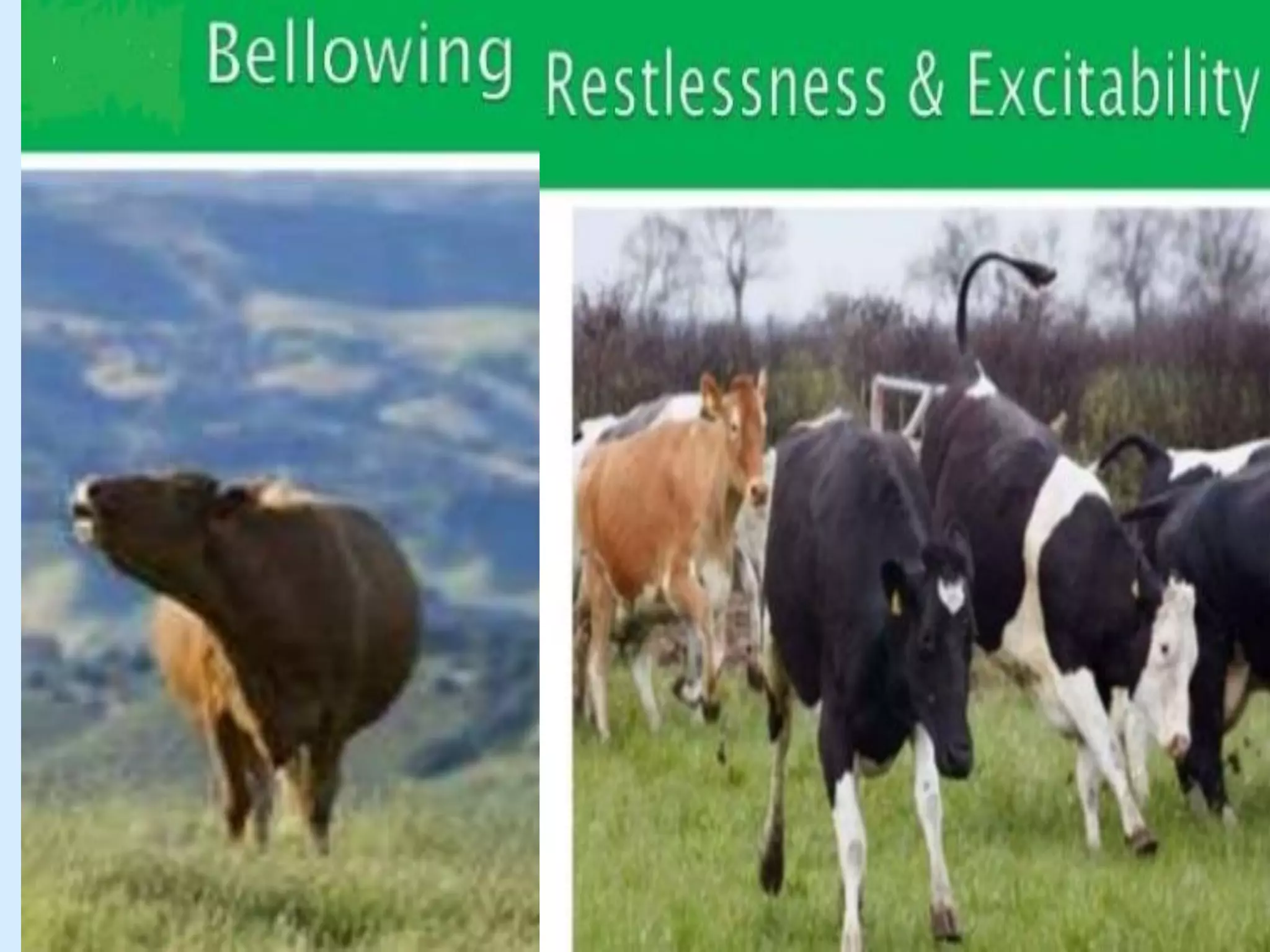 Lecture 4 Estrus Detection Dairy Cows Pdf