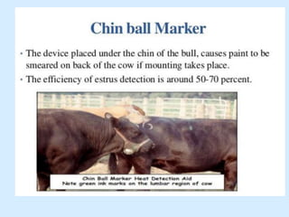 Lecture 4 estrus detection dairy cows | PDF