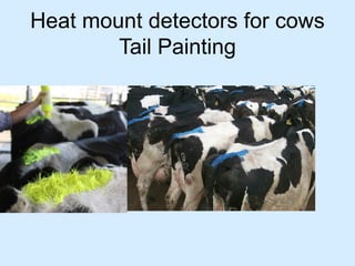 Lecture 4 estrus detection dairy cows | PDF
